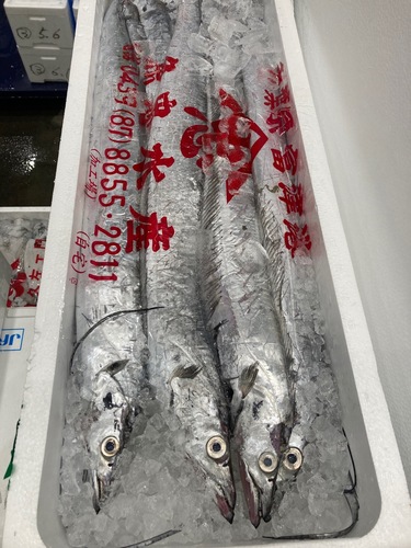 タチウオ5/6尾4/4.5k約4kg(定置) | UUUO(ウーオ)