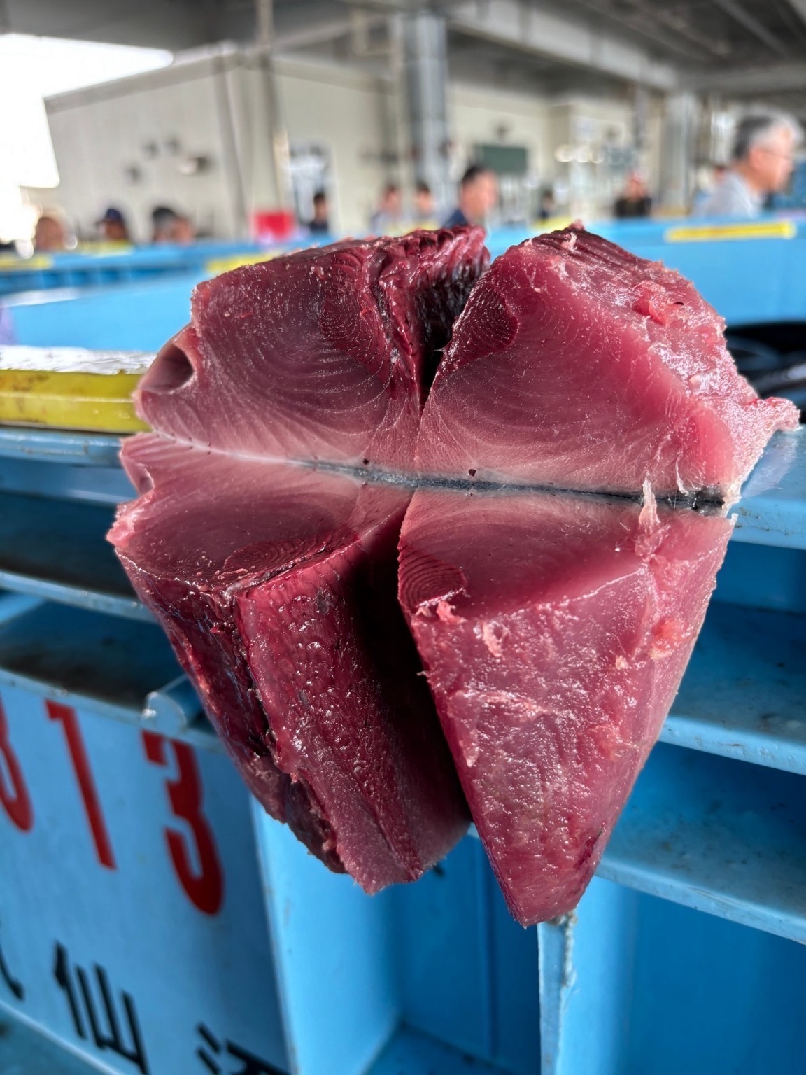 カツオ(釣) | UUUO(ウーオ)