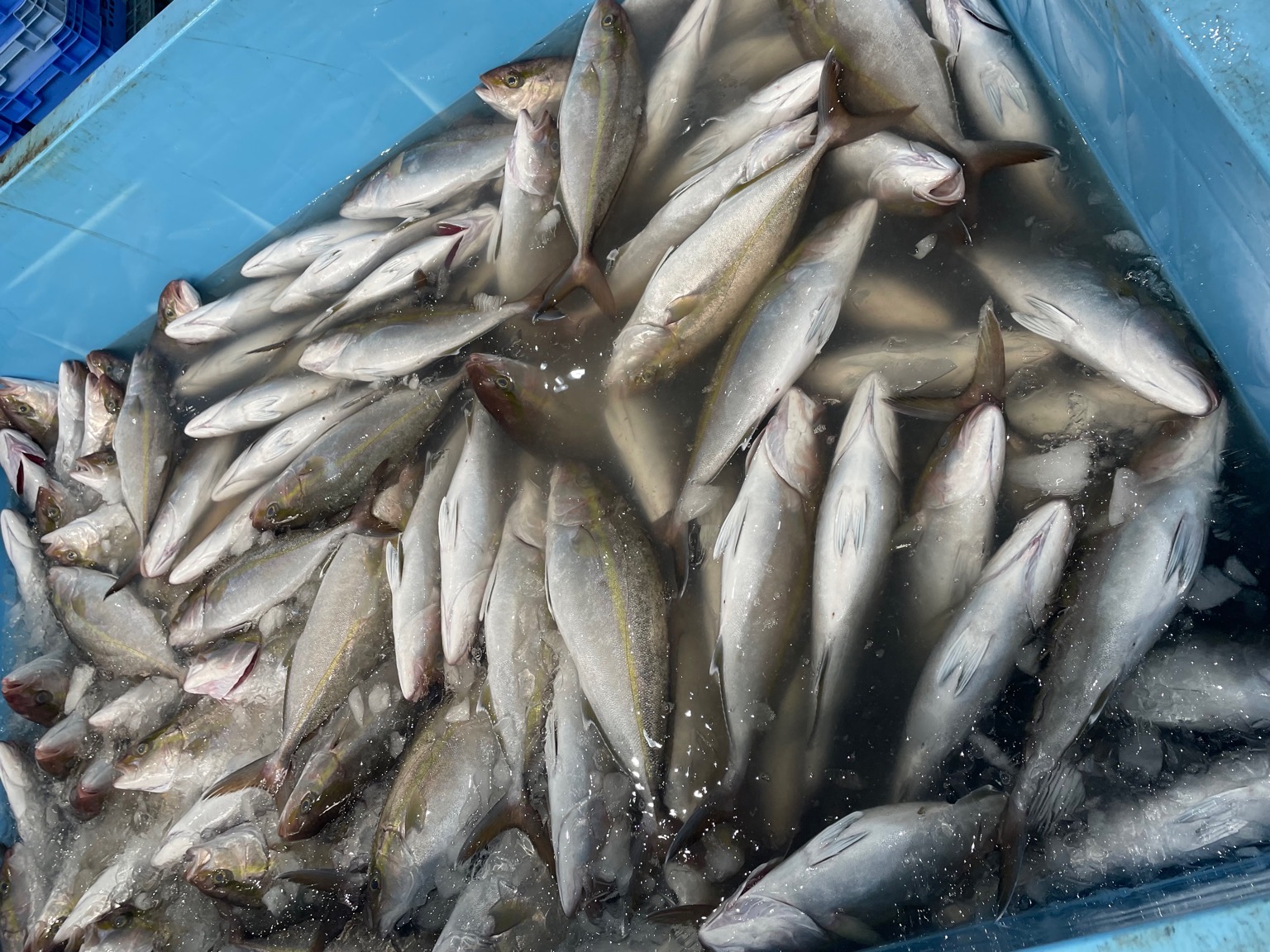 カンパチ1.2k6入約7.2kg(巻網) | UUUO(ウーオ)