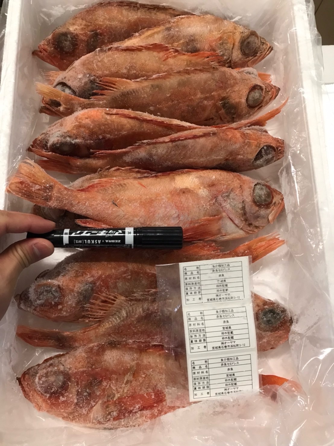 アカウオ約3kg | UUUO(ウーオ)