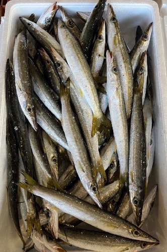 カマス32/34尾約3kg(定置) | UUUO(ウーオ)