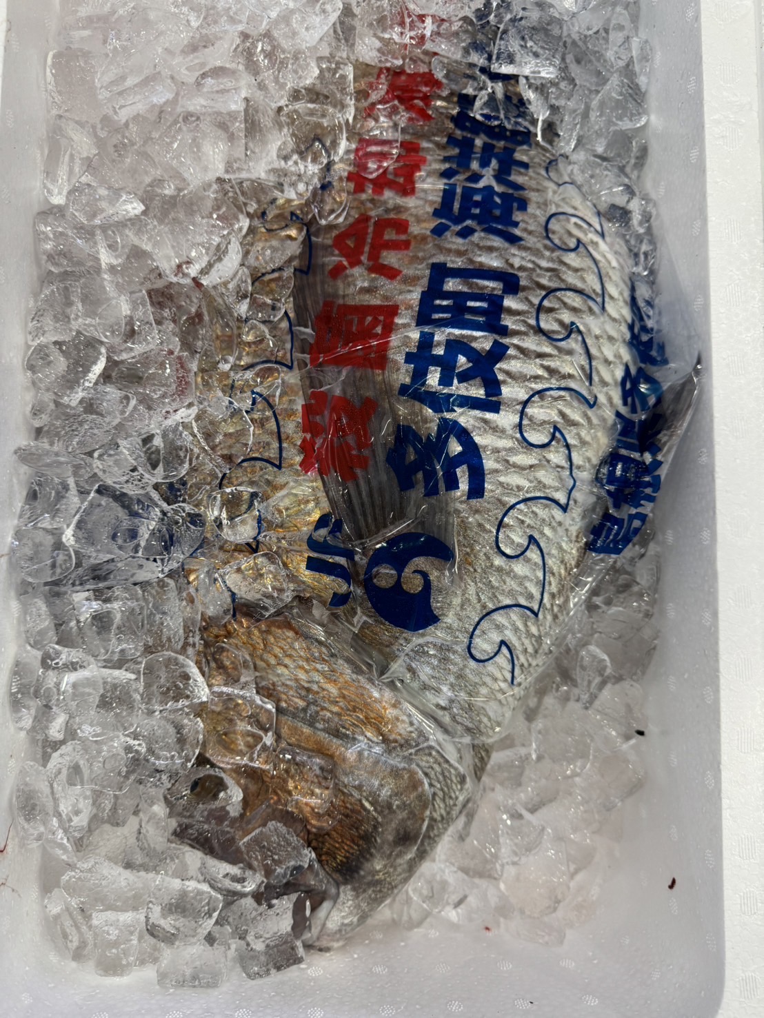 活〆マダイ1入約7.5kg(定置) | UUUO(ウーオ)