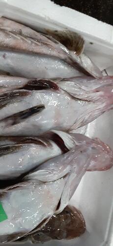 イネゴチ(底曳) | UUUO(ウーオ)