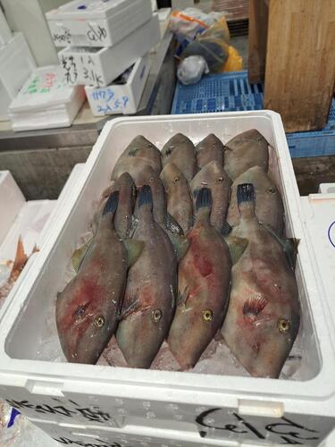活〆ウマヅラハギ6-8入約3kg(定置) | UUUO(ウーオ)
