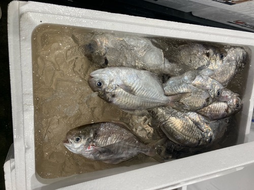 エボダイ19入約4kg(刺網) | UUUO(ウーオ)