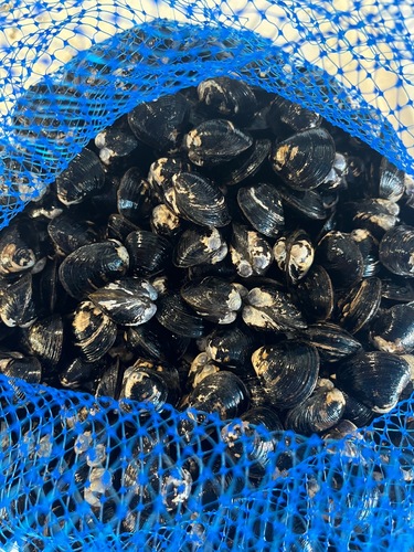 シジミ大サイズ約5kg | UUUO(ウーオ)