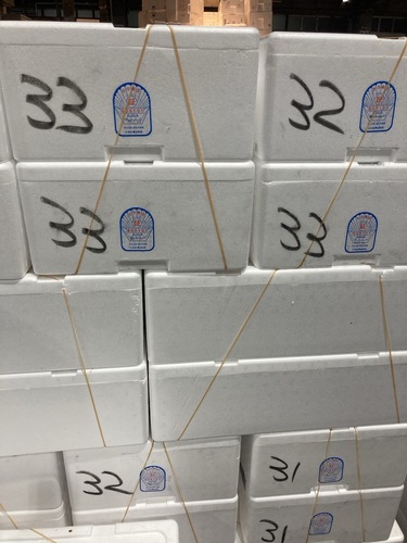 ホタテガイ7k33枚前後約7kg | UUUO(ウーオ)