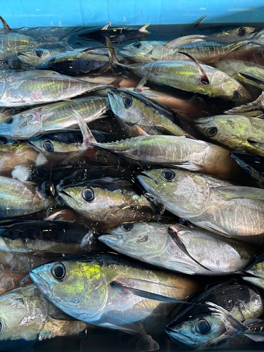 メバチマグロ3入約10kg | UUUO(ウーオ)