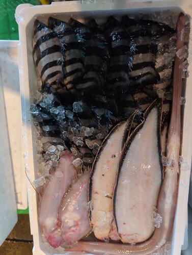 鮮魚BOX約5.4kg(定置) | UUUO(ウーオ)