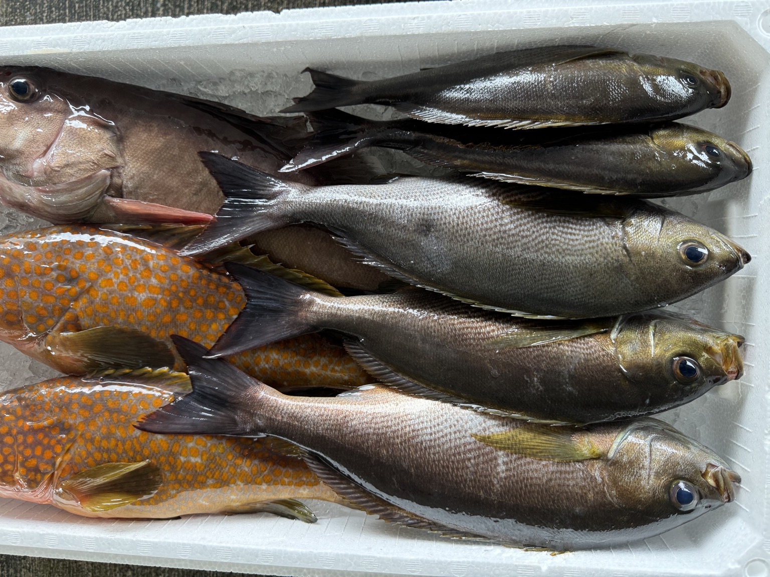 活〆鮮魚BOX約4.6kg(釣) | UUUO(ウーオ)