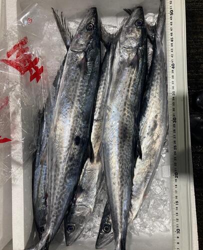 サゴシ5k台6入約5kg(定置) | UUUO(ウーオ)