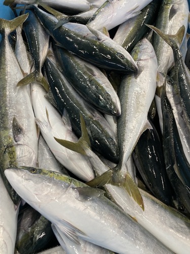 活〆ブリ7/8k1入約7kg(定置) | UUUO(ウーオ)