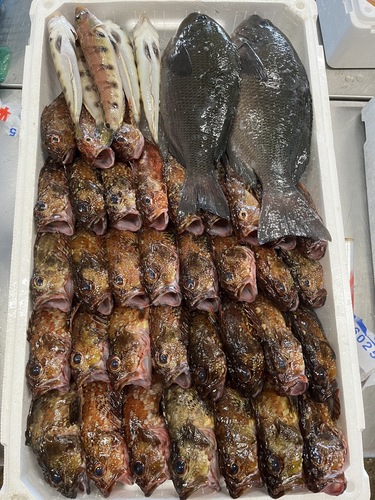 鮮魚BOX約4.5kg(釣) | UUUO(ウーオ)