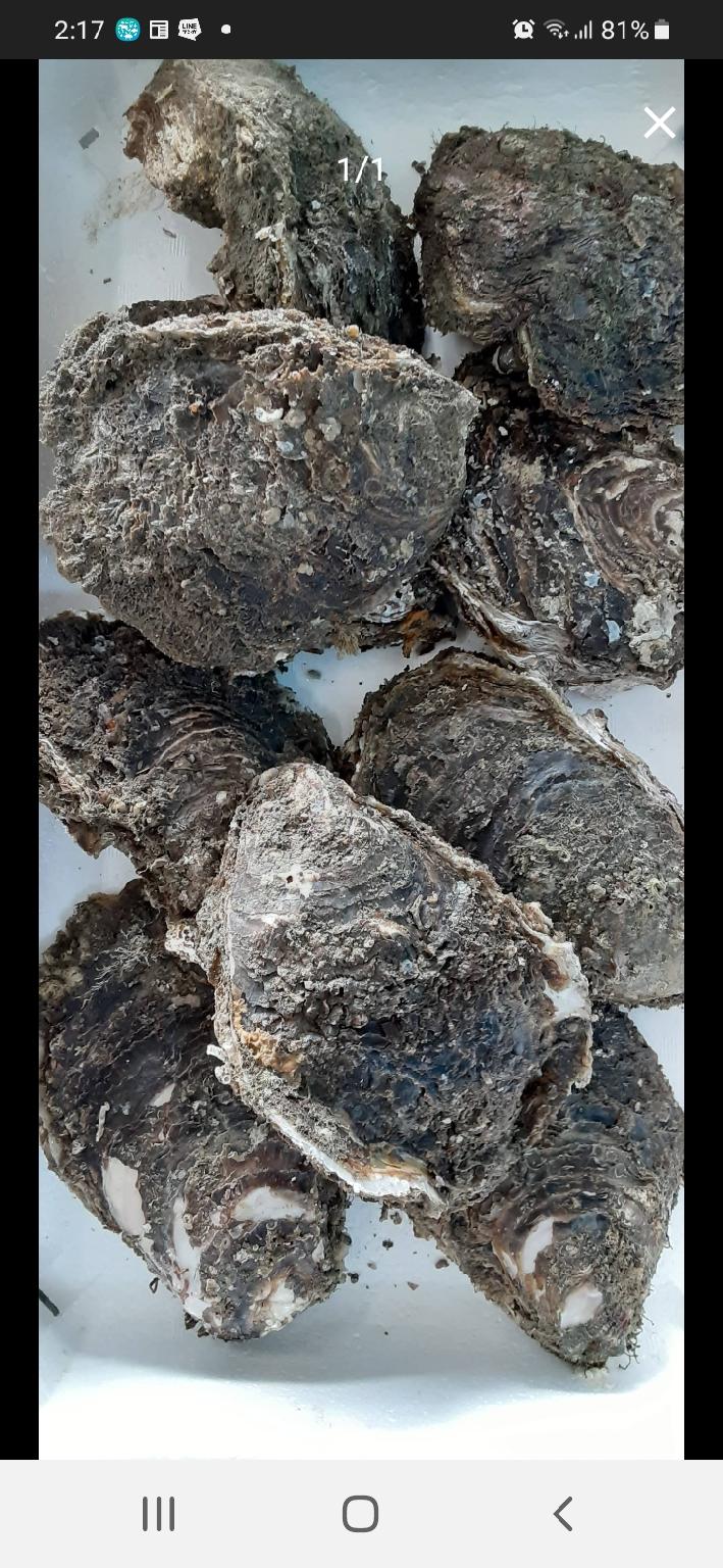 岩ガキ | UUUO(ウーオ)