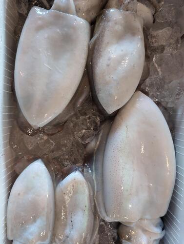 コウイカ | UUUO(ウーオ)