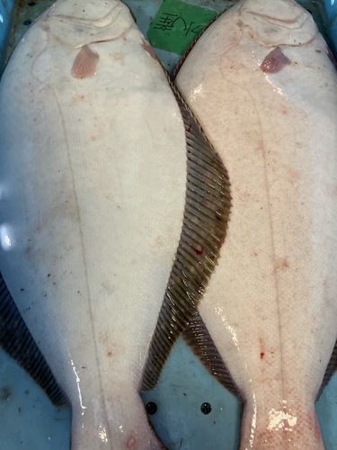 活〆ヒラメ1,5kg up / 3入約4.5kg(定置) | UUUO(ウーオ)