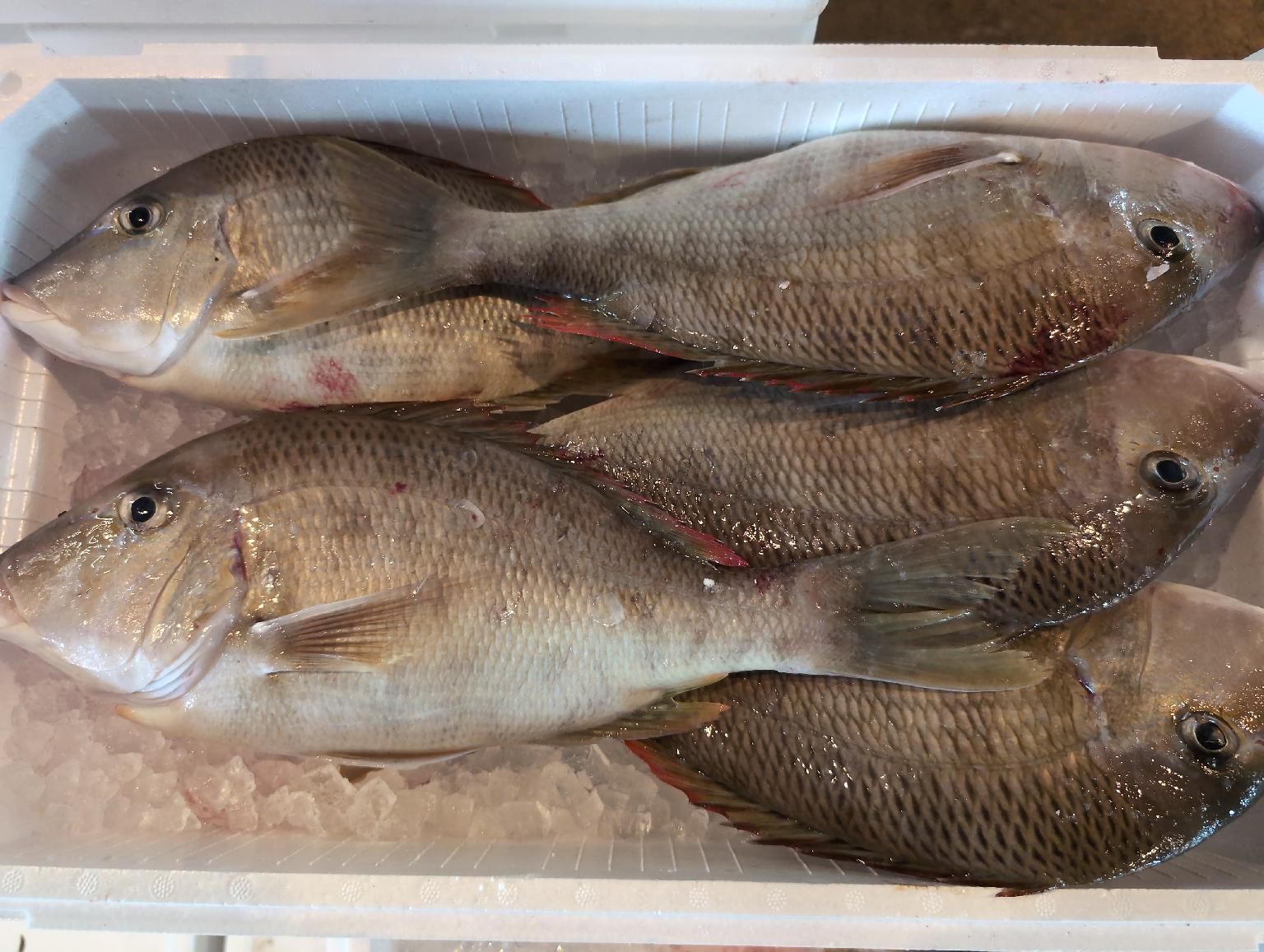 活〆フエフキダイ5入約5.2kg(定置) | UUUO(ウーオ)