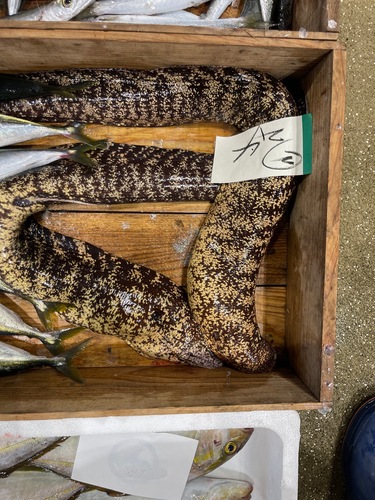 ウツボ3入約3.6kg(沿岸) | UUUO(ウーオ)