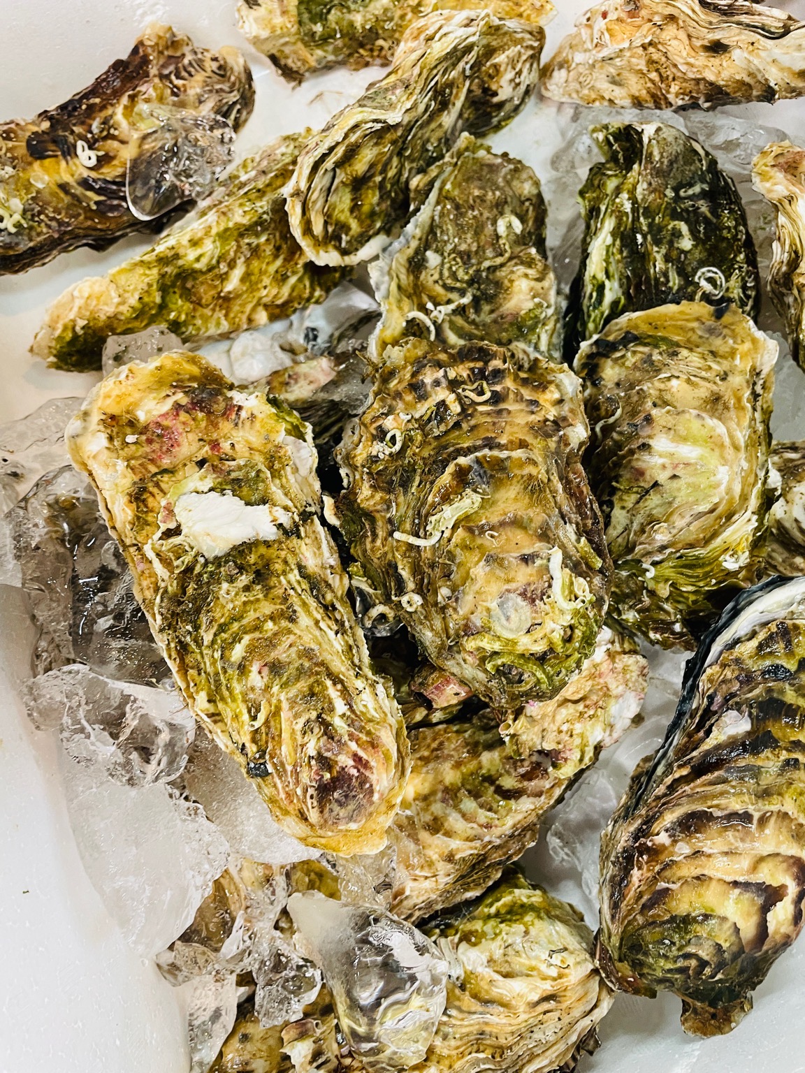 活カキLサイズ/150-180g.40入約6.6kg(養殖) | UUUO(ウーオ)