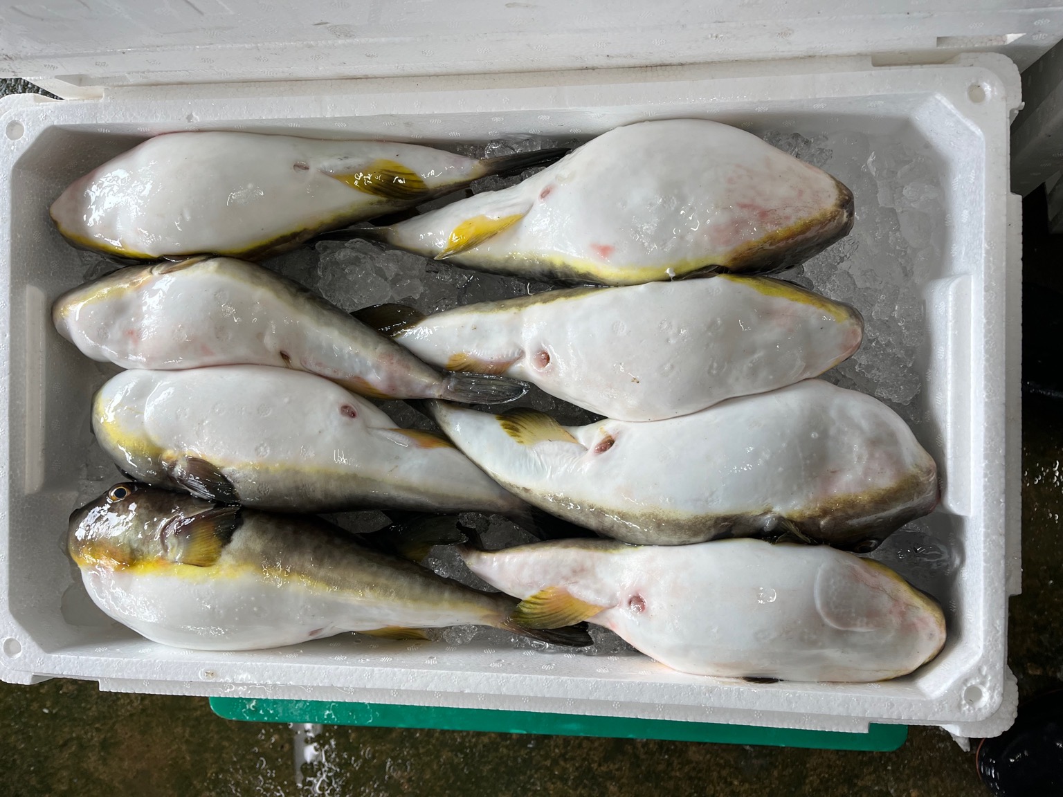 マフグ(底曳) | UUUO(ウーオ)