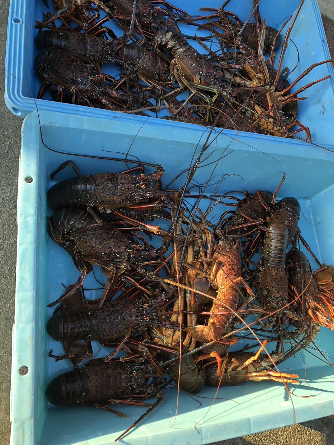 イセエビ足折れツノ折れ有り。約150〜300g前後6入約1.4kg | UUUO(ウーオ)