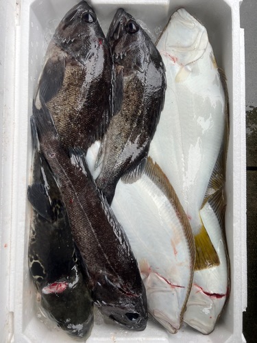 鮮魚BOX約5kg | UUUO(ウーオ)