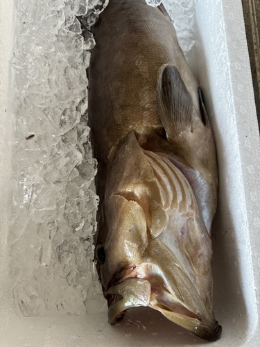 活〆クエ1入約5kg(釣) | UUUO(ウーオ)