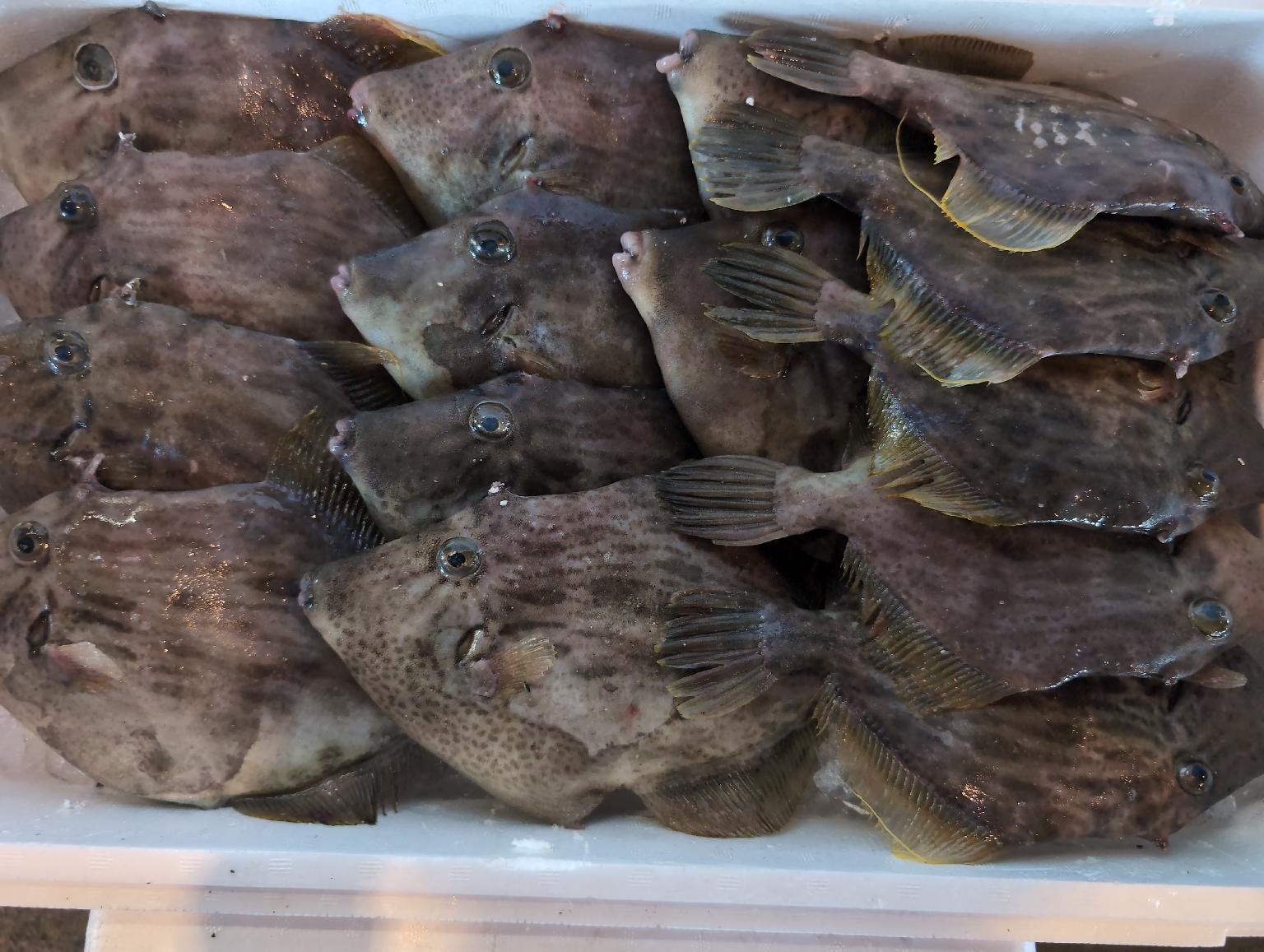 本カワハギ15入約5.1kg(定置) | UUUO(ウーオ)