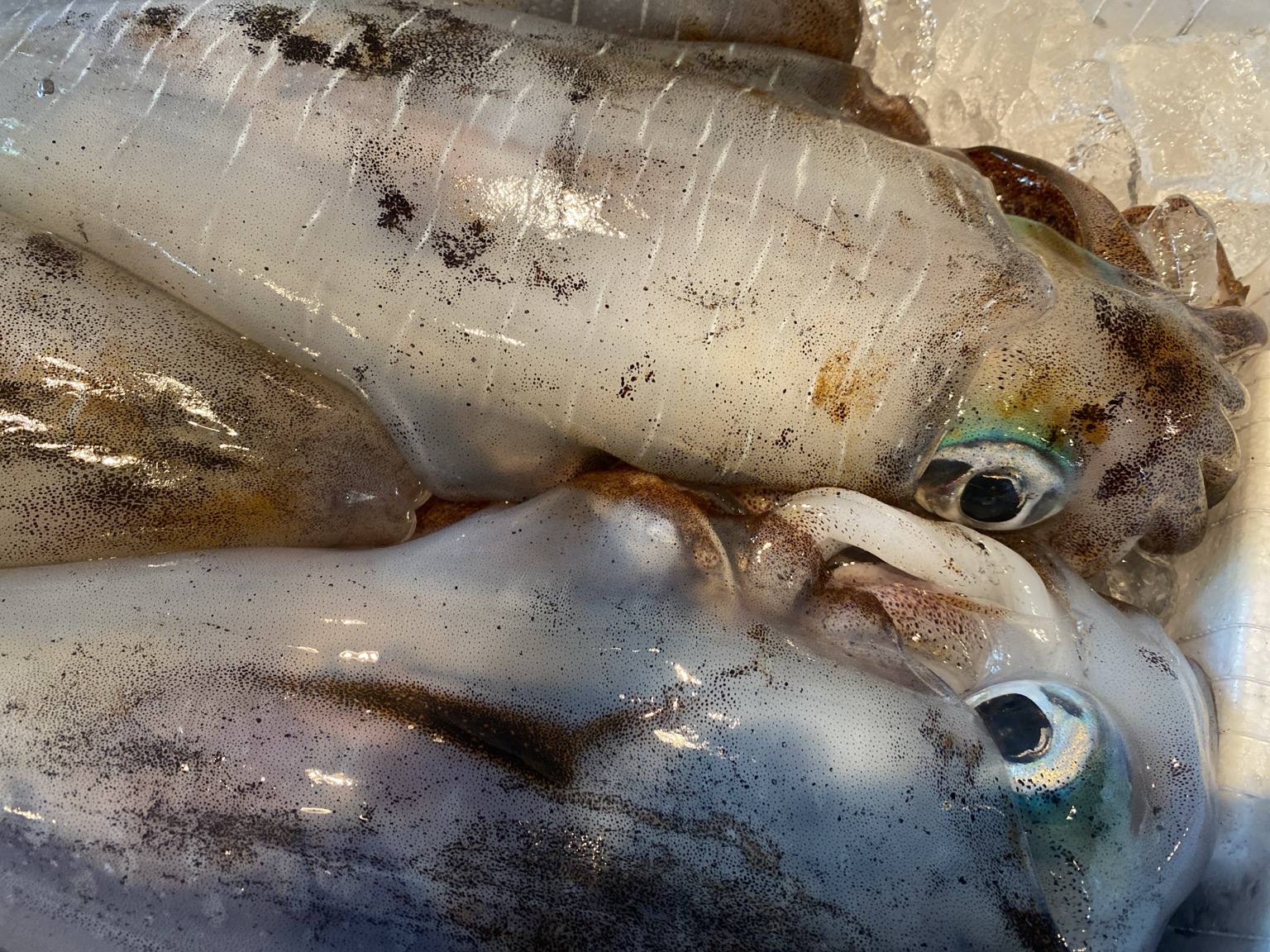 アオリイカ2入約4kg(定置) | UUUO(ウーオ)