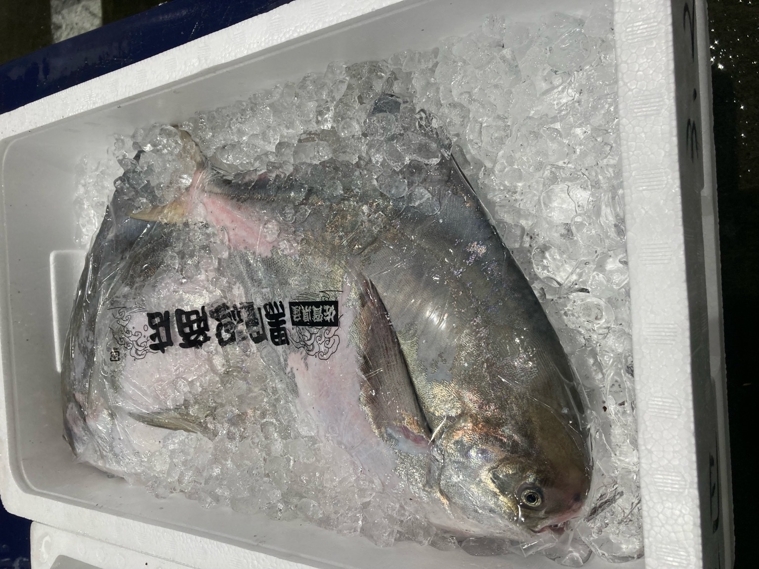 マナカツオ2入約3.1kg | UUUO(ウーオ)