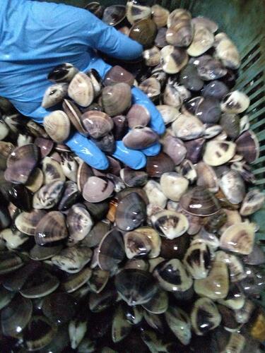 チョウセンハマグリ ゼンナ【極小ハマグリ】 約5〜20gサイズ約4kg(沿岸) | UUUO(ウーオ)