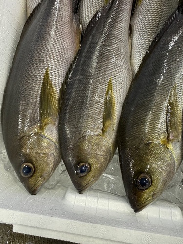 活〆イサキ13入約5.1kg(定置) | UUUO(ウーオ)