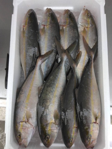 活〆カンパチ8入約5.7kg(定置) | UUUO(ウーオ)