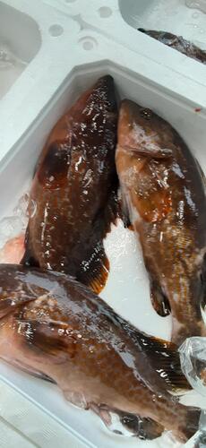 活〆キジハタ(釣) | UUUO(ウーオ)