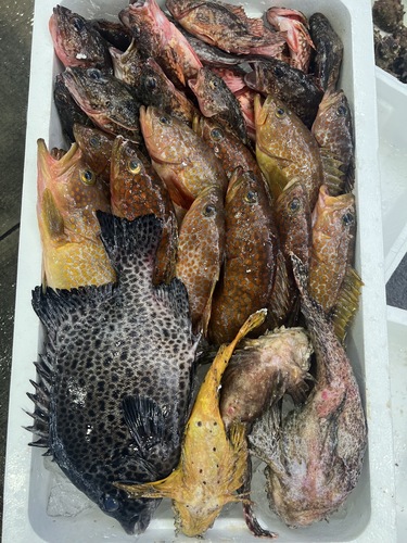 鮮魚BOX約6kg(定置) | UUUO(ウーオ)