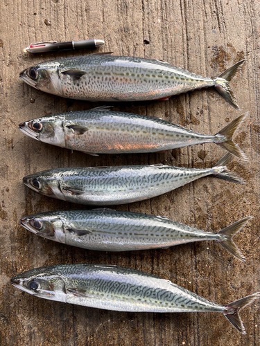 ゴマサバ8入約5kg(沿岸) | UUUO(ウーオ)