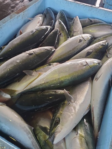 ブリ14-16k2入約14kg(定置) | UUUO(ウーオ)