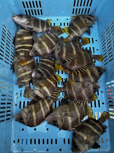 神経〆セトダイバラ11尾前後11入約3kg(底曳) | UUUO(ウーオ)