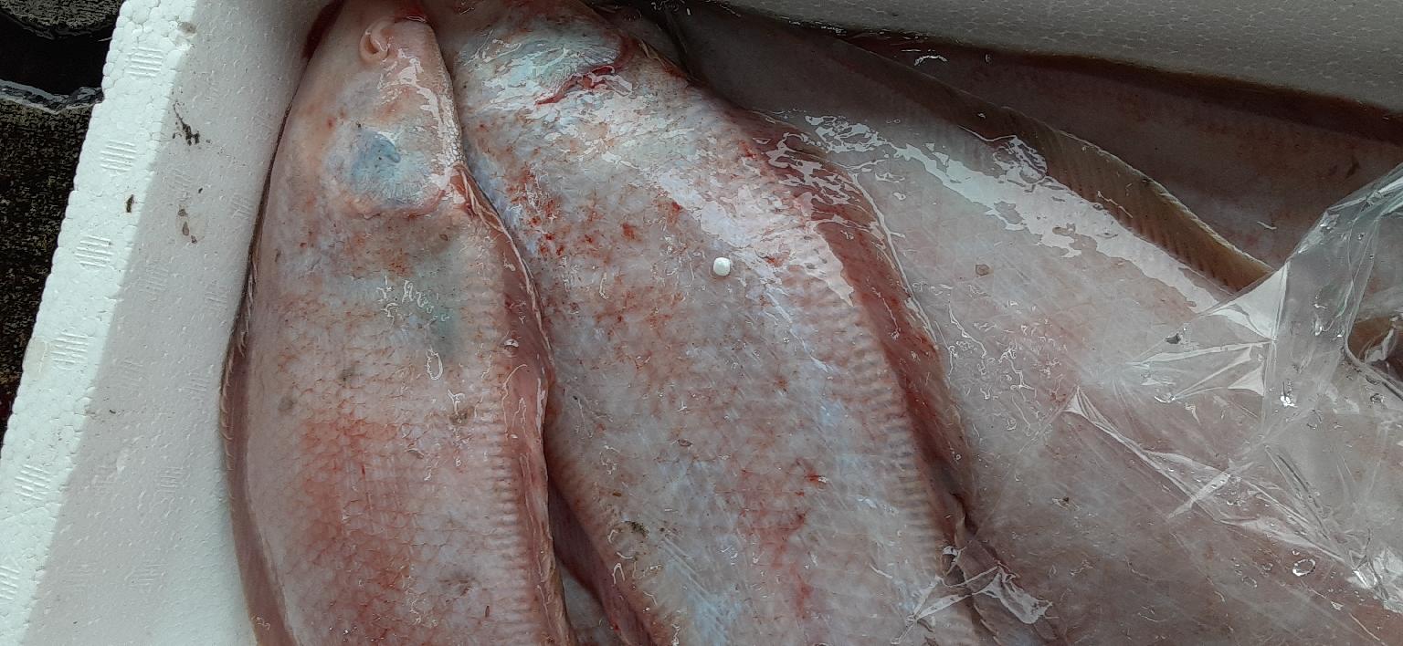 アカシタビラメ(底曳) | UUUO(ウーオ)