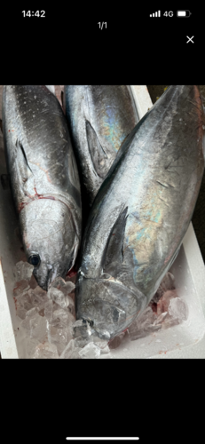 ヨコワ3入約4kg(定置) | UUUO(ウーオ)