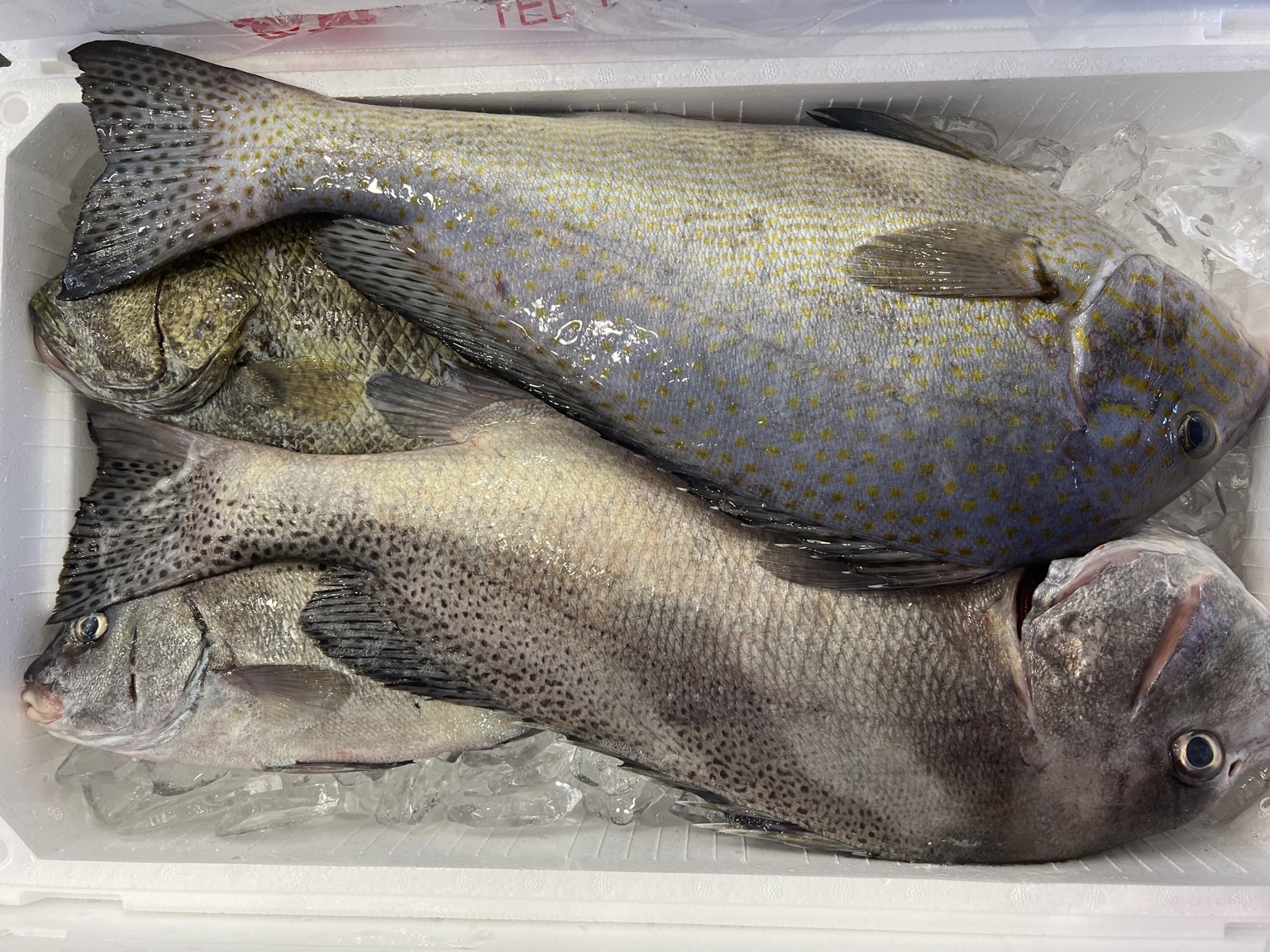 鮮魚BOX約6kg(定置) | UUUO(ウーオ)