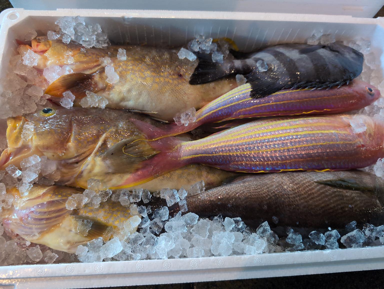 活〆鮮魚BOX7入約4.8kg(釣) | UUUO(ウーオ)