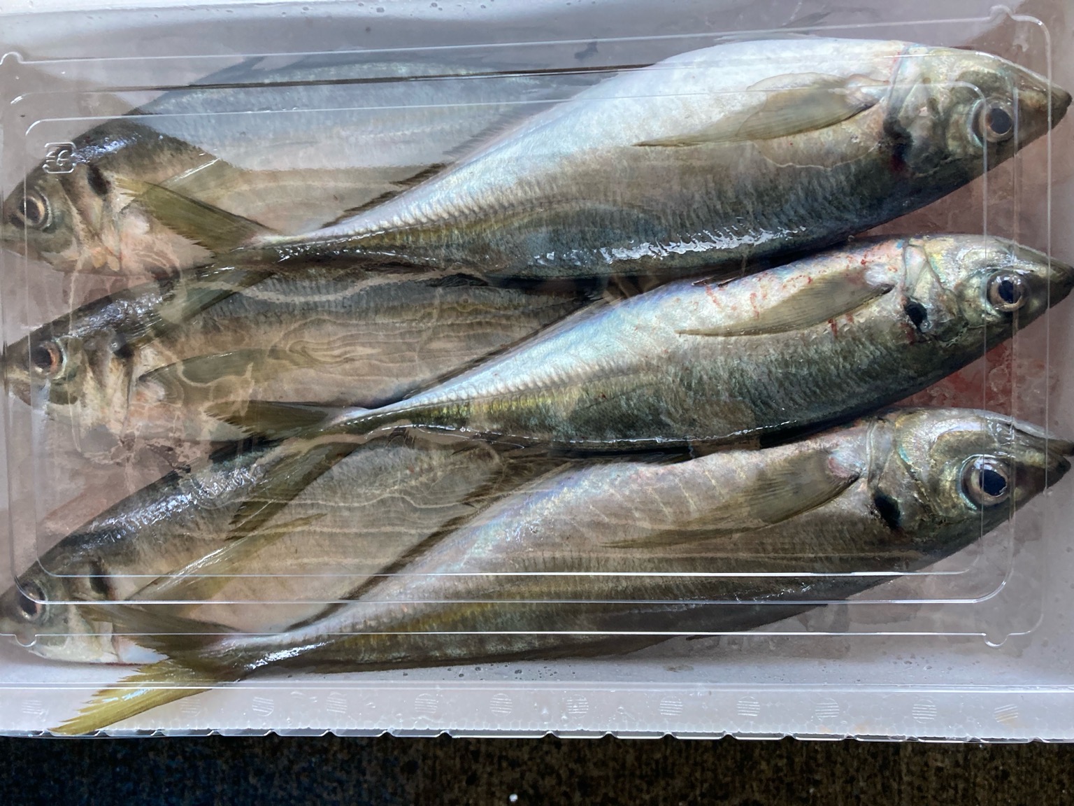 活〆マアジ10入約4.8kg(定置) | UUUO(ウーオ)