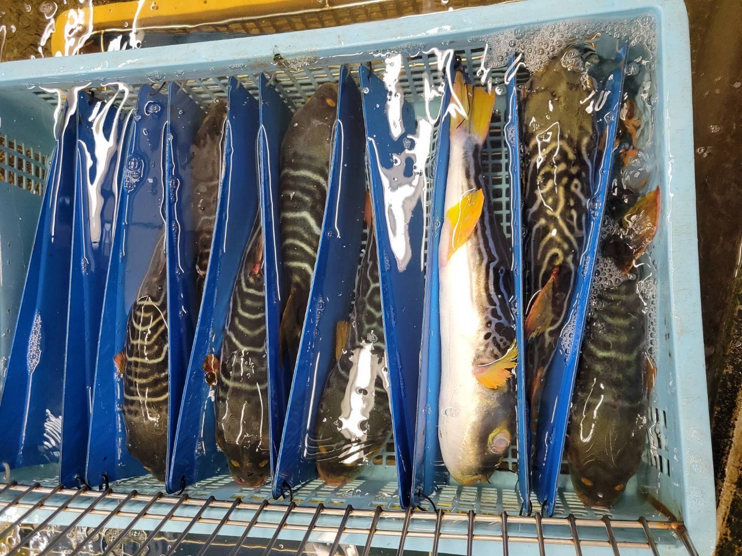 シマフグ7〜9入 バラ8入約8kg(沿岸) | UUUO(ウーオ)