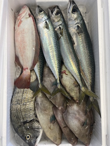 鮮魚BOX約6.8kg(定置) | UUUO(ウーオ)