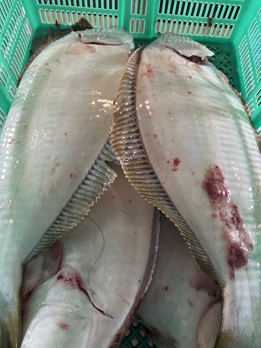 活〆ヒラメ4入約5kg(定置) | UUUO(ウーオ)