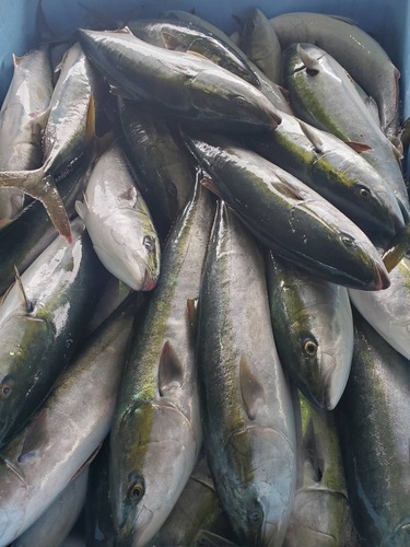 ブリ7-9k1入約7kg(定置) | UUUO(ウーオ)