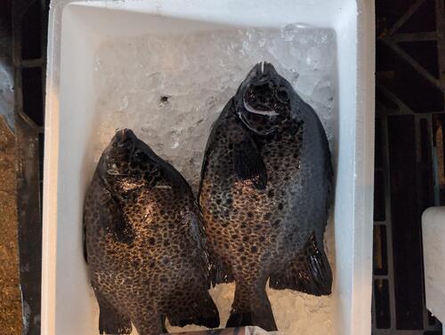 活〆イシガキダイ2入約1.3kg(釣) | UUUO(ウーオ)