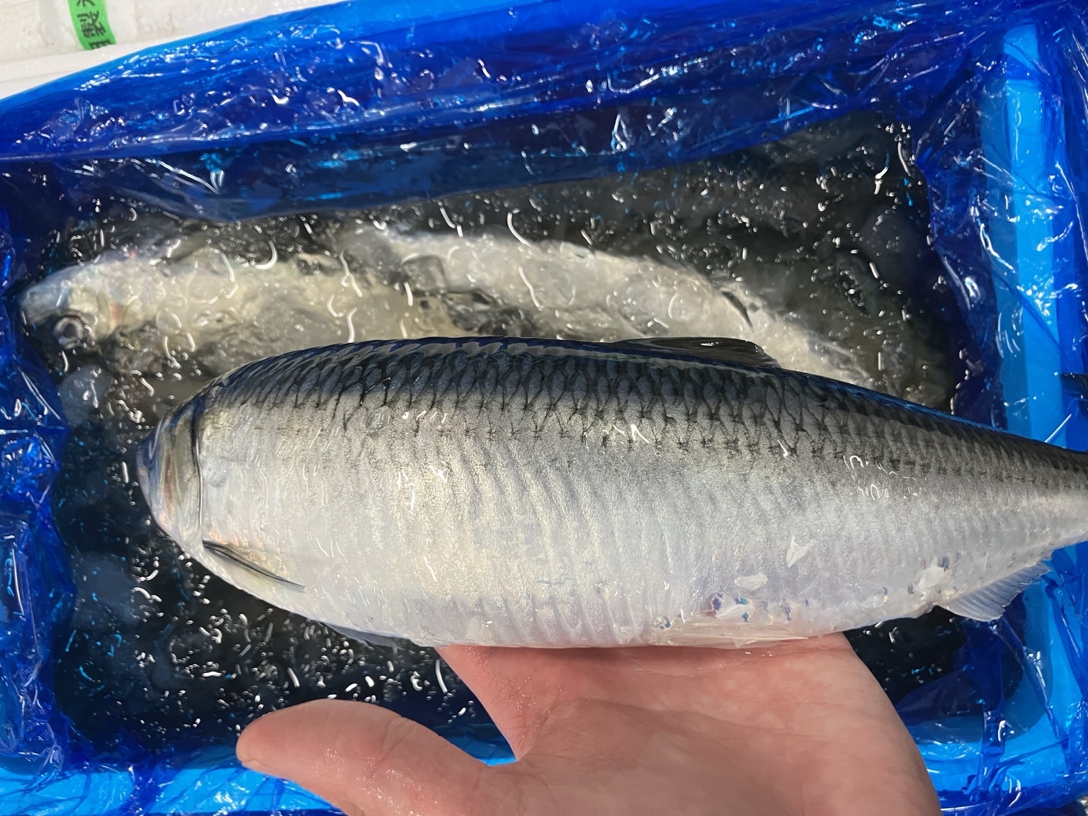 ニシン15入約5kg(定置) | UUUO(ウーオ)