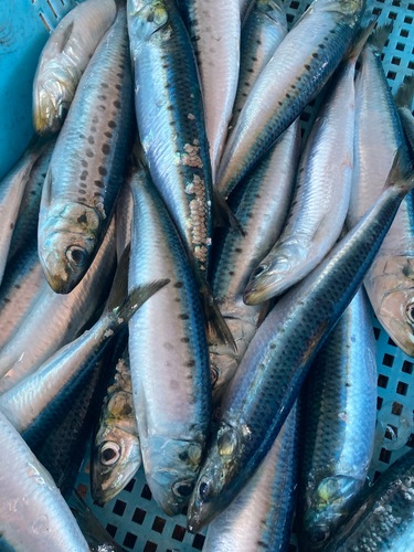 マイワシ | UUUO(ウーオ)